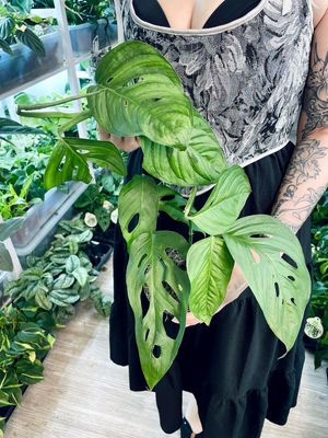 PLANTMANIA.HR - Online trgovina rijetkih i trendy biljki, bajkovitih ...