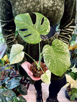 PLANTMANIA.HR - Online trgovina rijetkih i trendy biljki, bajkovitih ...