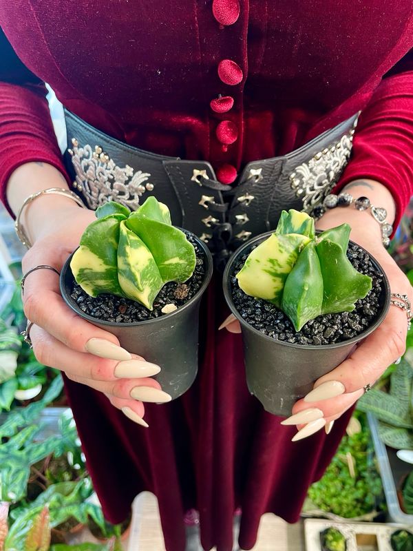 Astrophytum myrostigma variegated fi 7.5