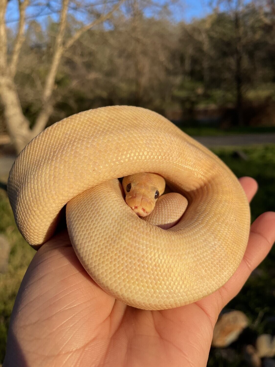Banana Cinnamon Ball Python