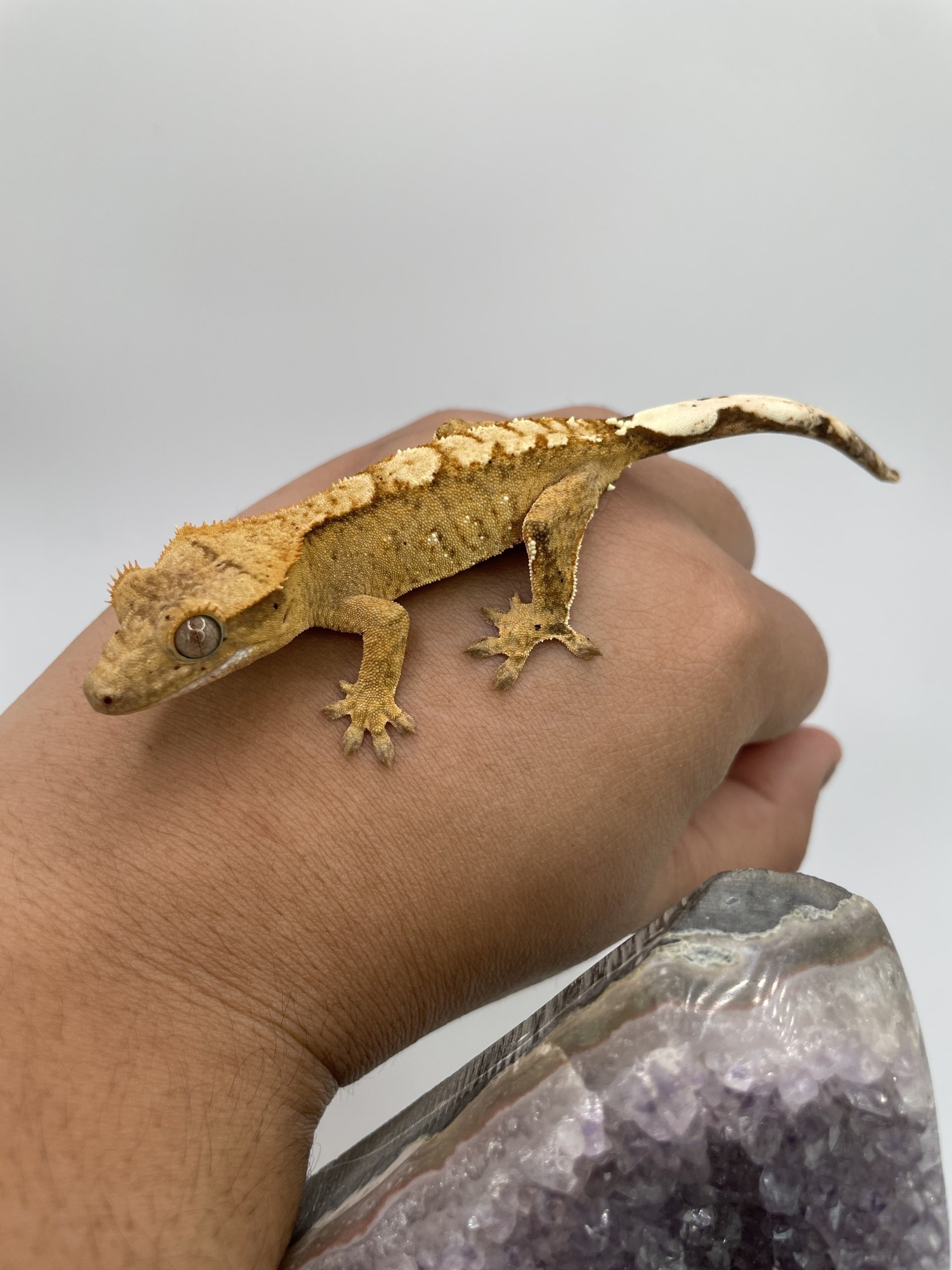 Yellow Flame Crested Gecko