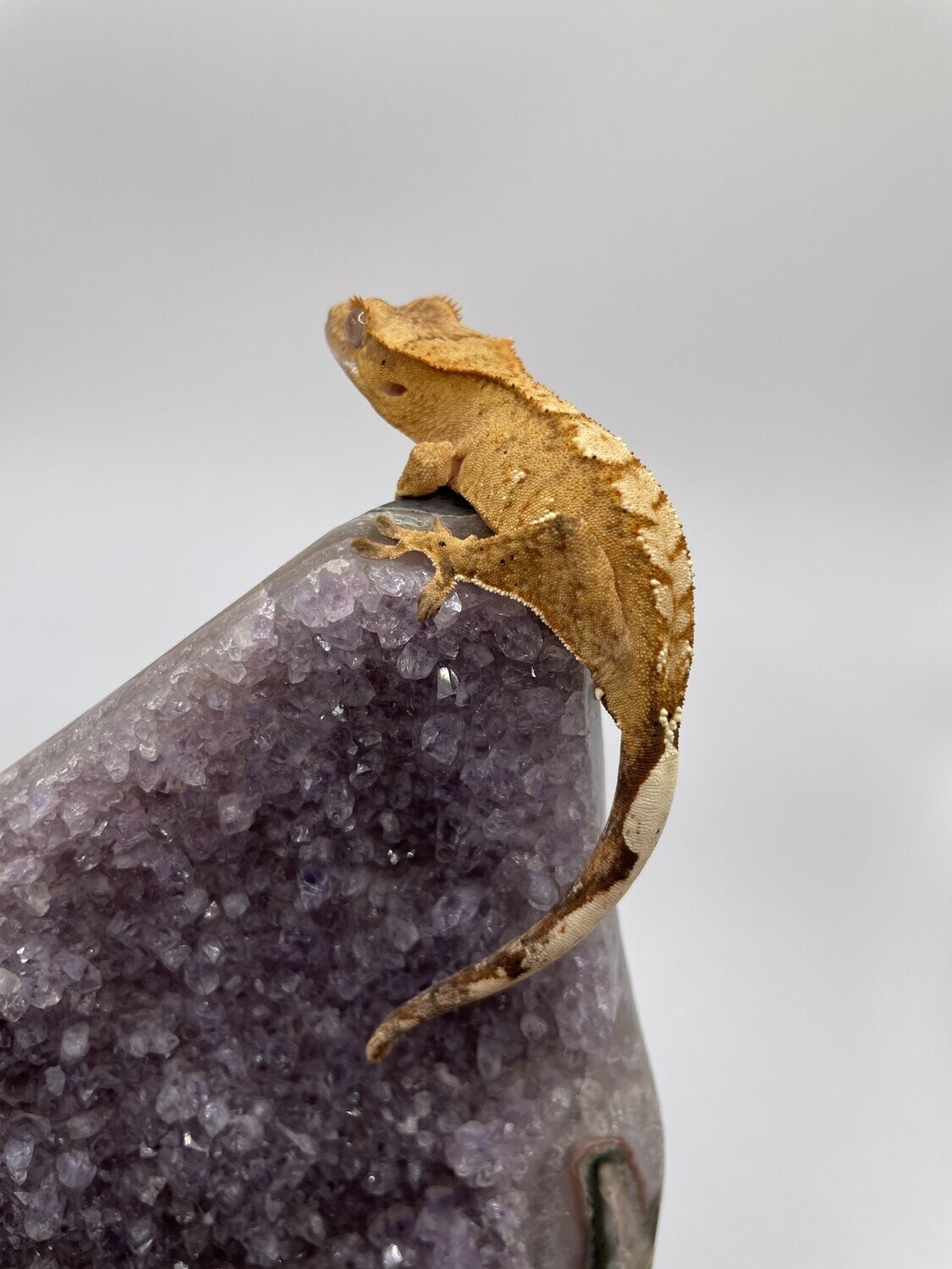 Yellow Crested Gecko