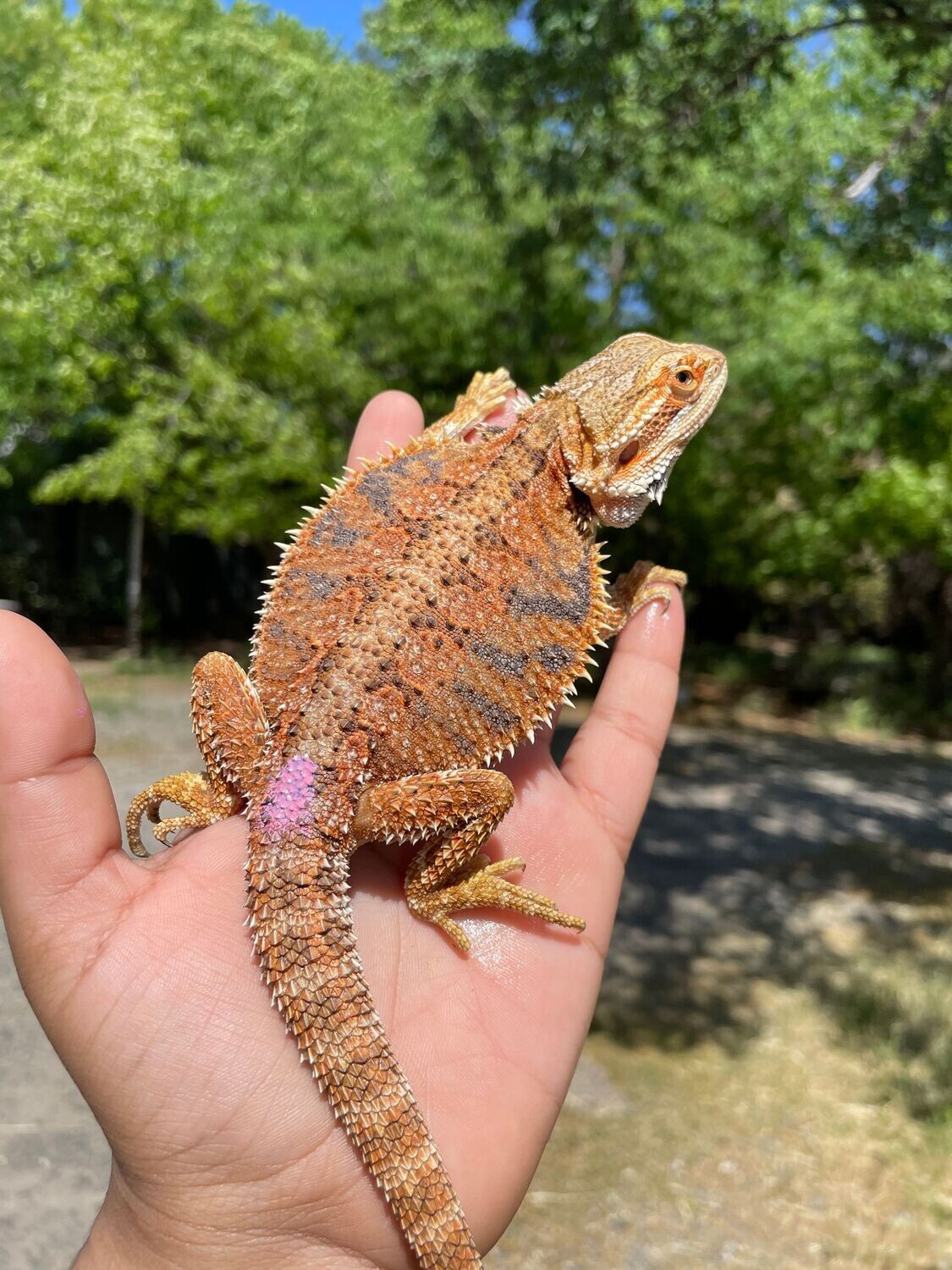 Orange Tiger het Trans Bearded Dragon FEMALE