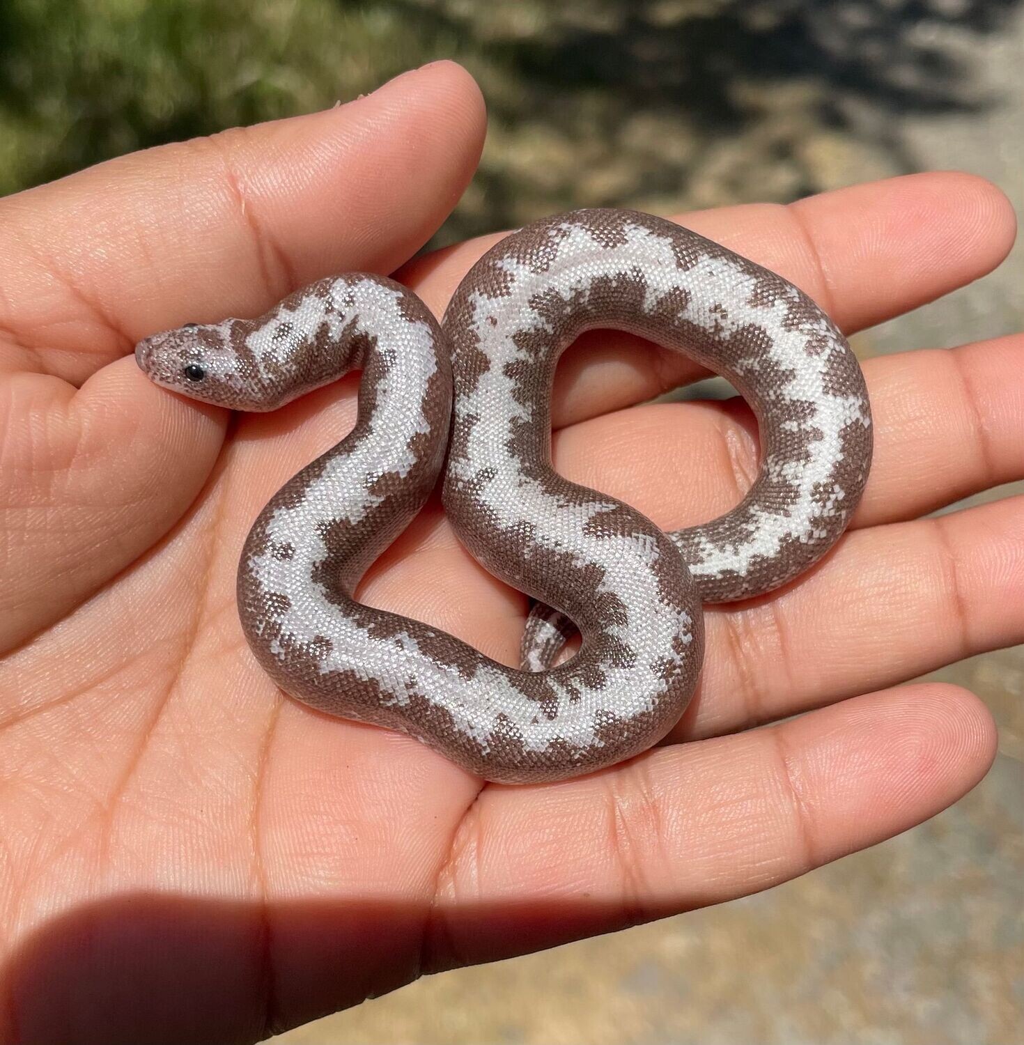 Anery Kenyan Sand Boa x Rufescens Hybrid FEMALE