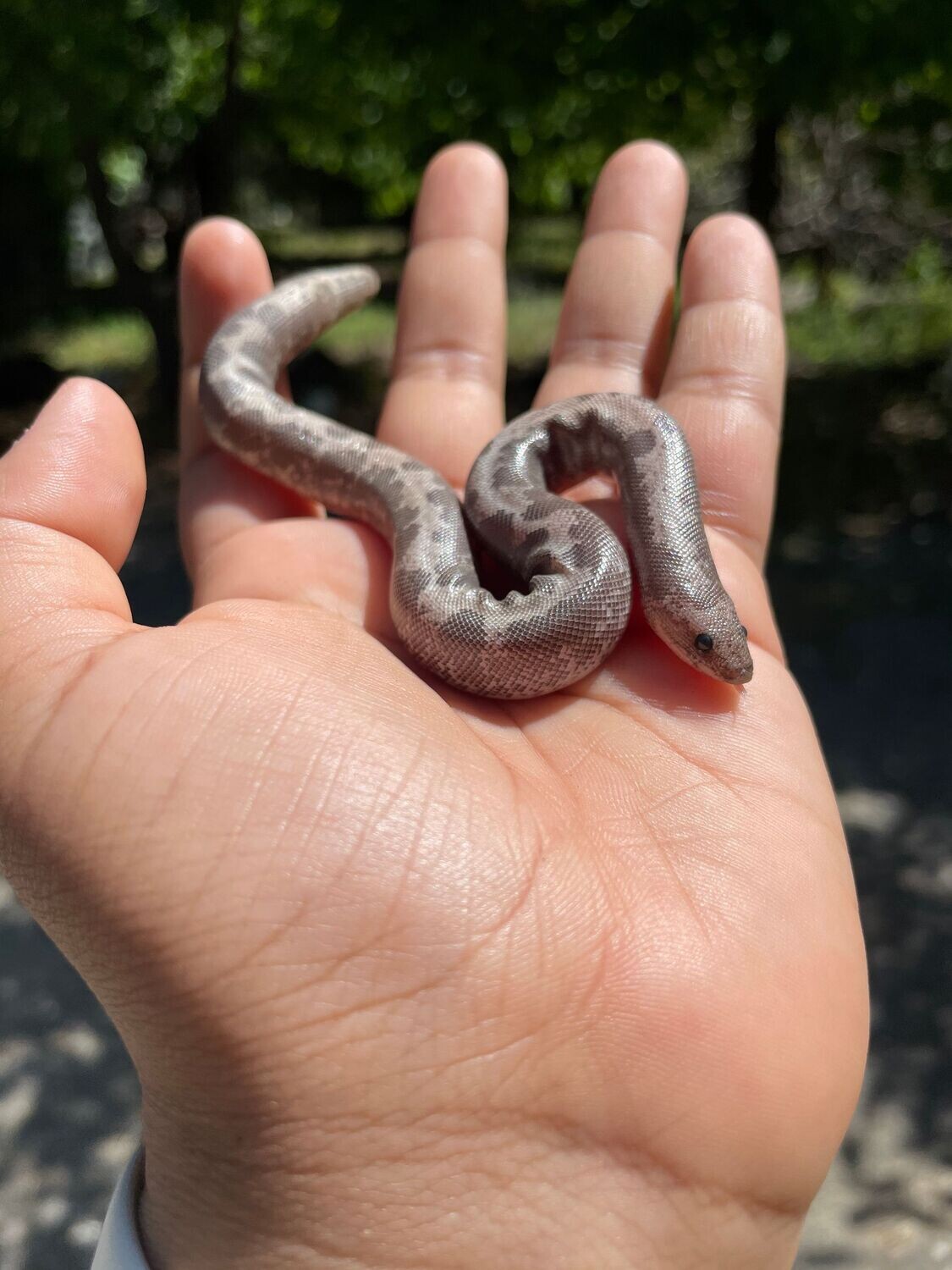 Anery Kenyan Sand Boa x Rufescens Hybrid FEMALE