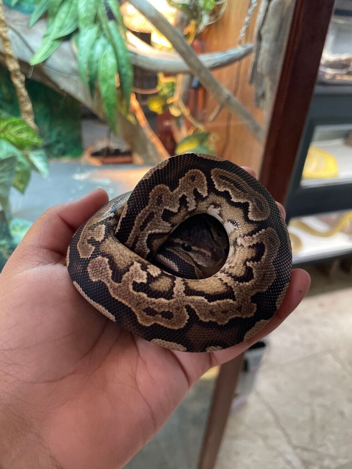Cinnamon 50% het Pied/Ultramel Ball Python FEMALE
