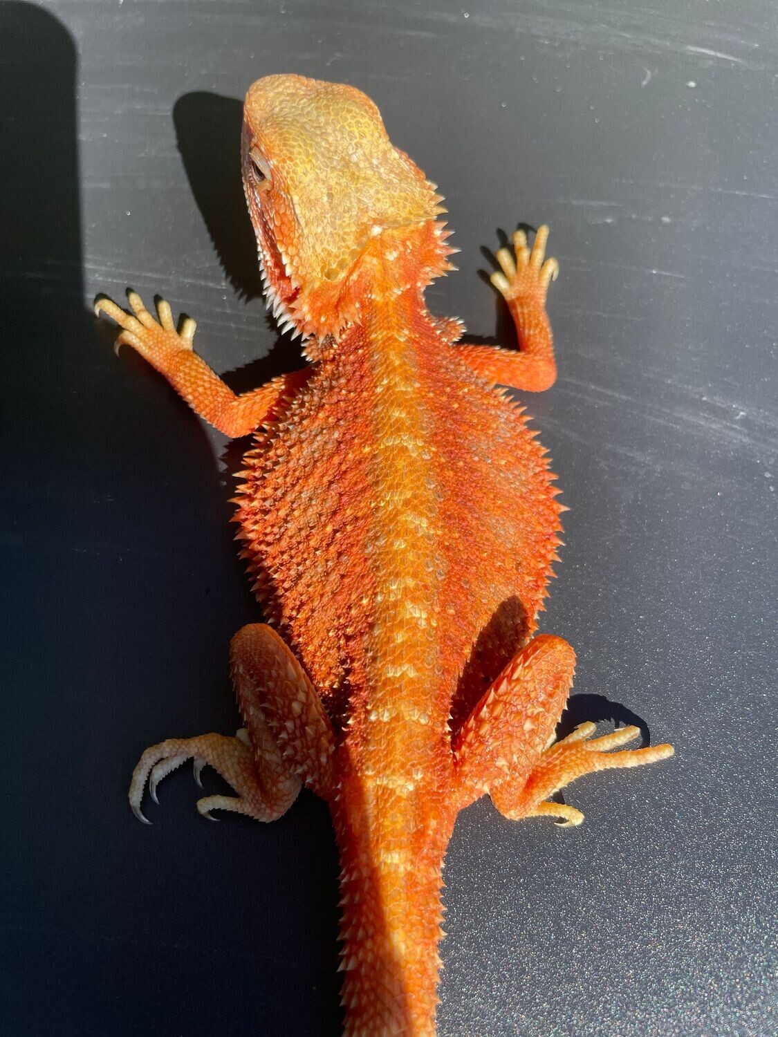 Red Hypo Trans FEMALE