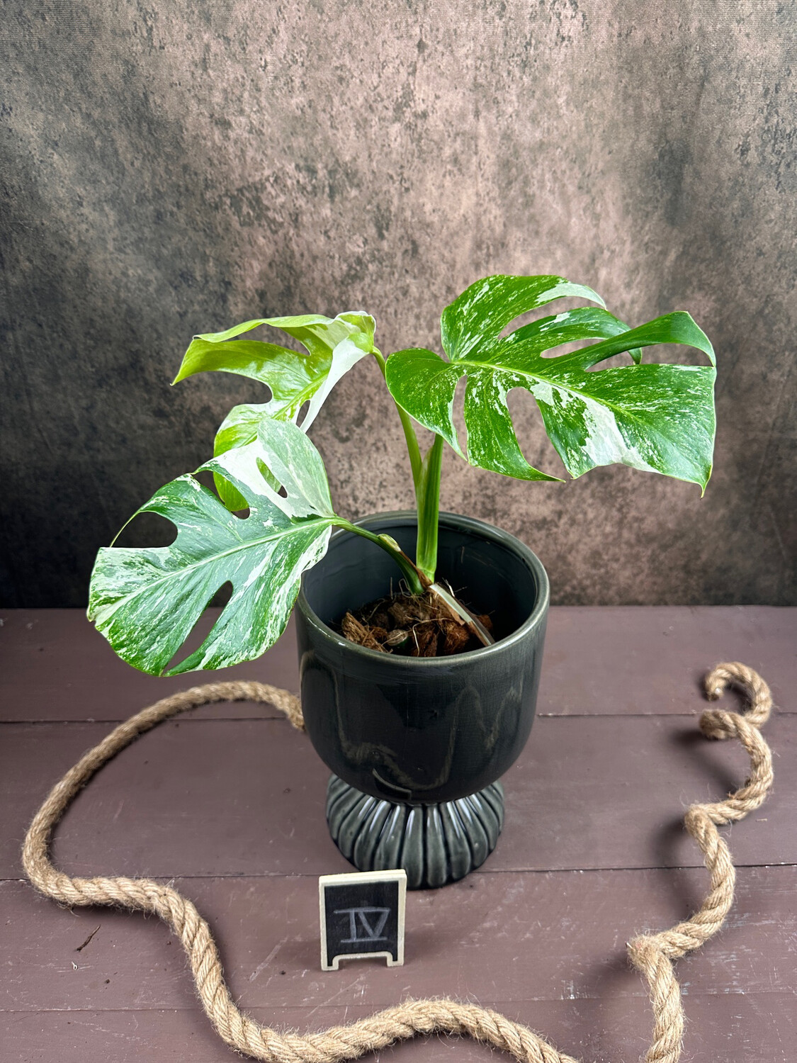 Monstera Albo Variegata No4