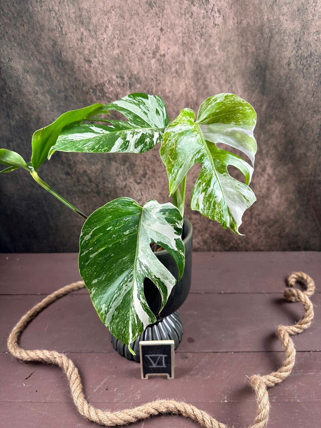 Monstera Albo Variegata No4