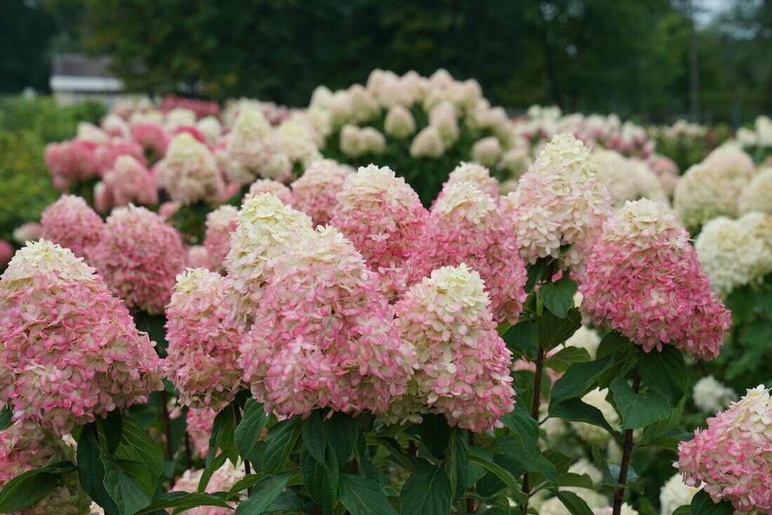 Hortensje bukietowe