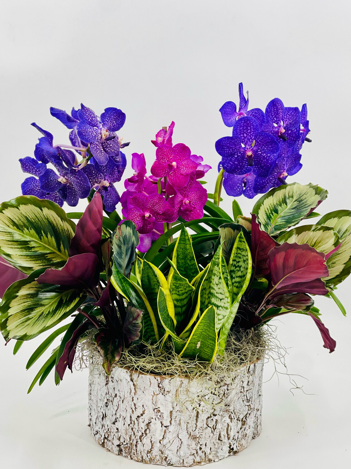 Medium Orchid Arrangement | MR FRESH ORCHIDS | MI