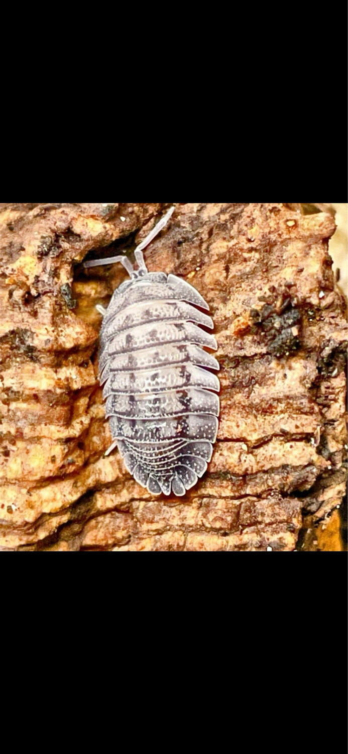 “Speckled Grey” Isopods (Armadillidum peraccae)