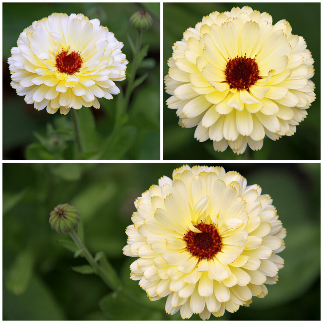 Calendula officinalis Snow Princess - Shop - Country Garden UK