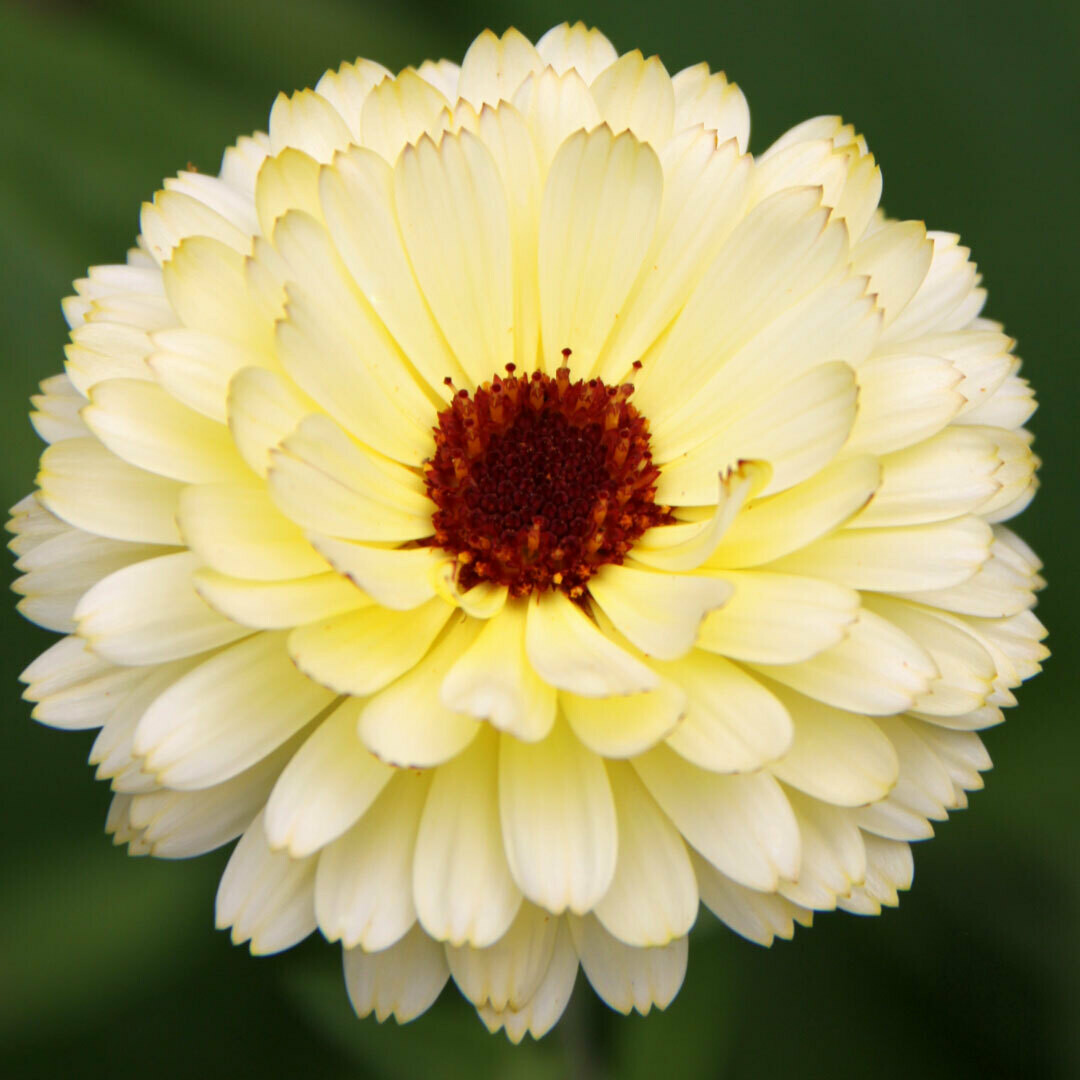 Calendula officinalis Snow Princess - Shop - Country Garden UK