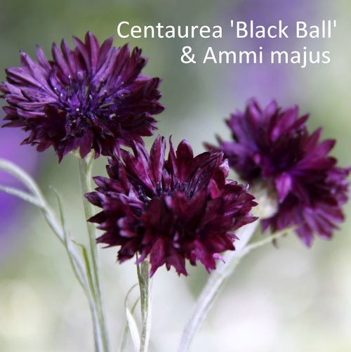 Centaurea 'Black Ball' & Ammi majus | Shop - Country Garden UK