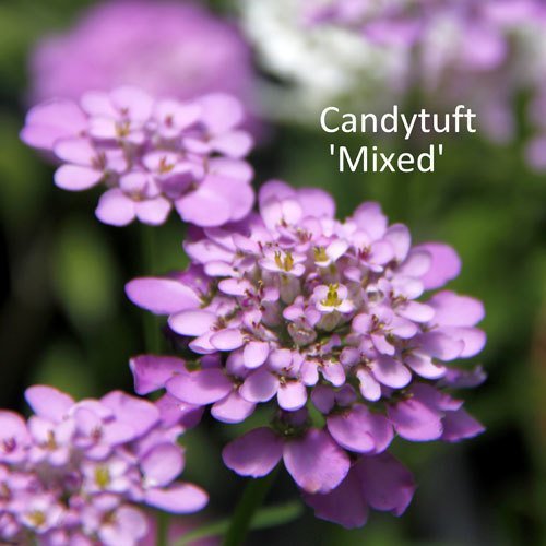 Candytuft Mixed | Shop - Country Garden UK