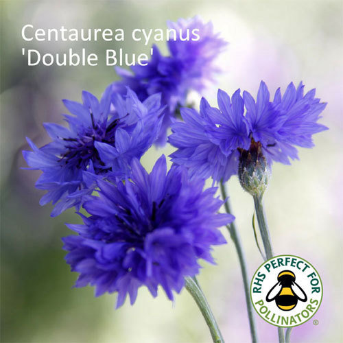 Centaurea cyanus Double Blue | Shop - Country Garden UK