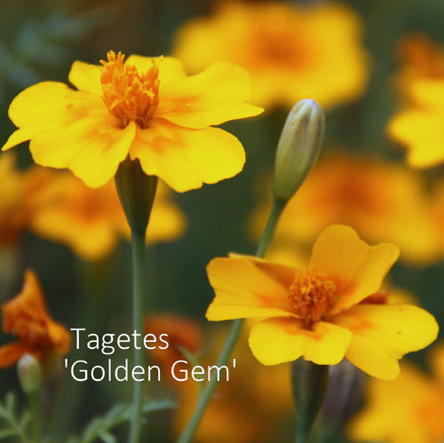 Tagetes 'Golden Gem' | Shop - Country Garden UK