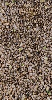 Prairie State Hemp Springfield, IL