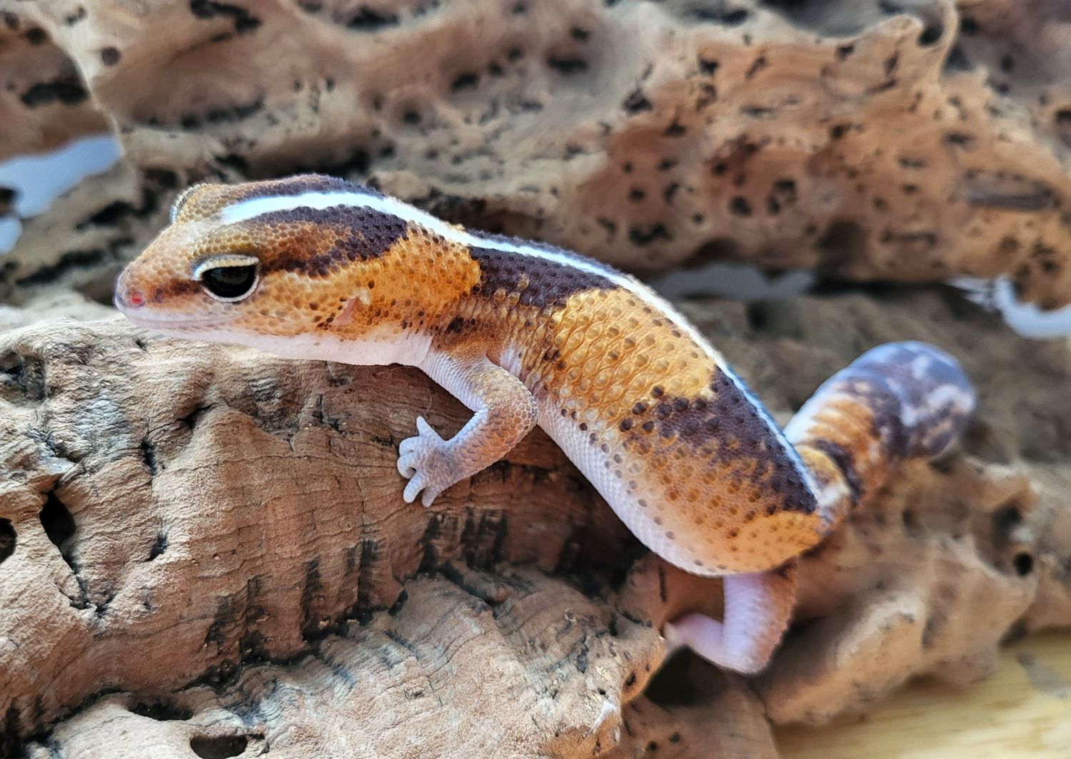 Fat-Tailed Geckos