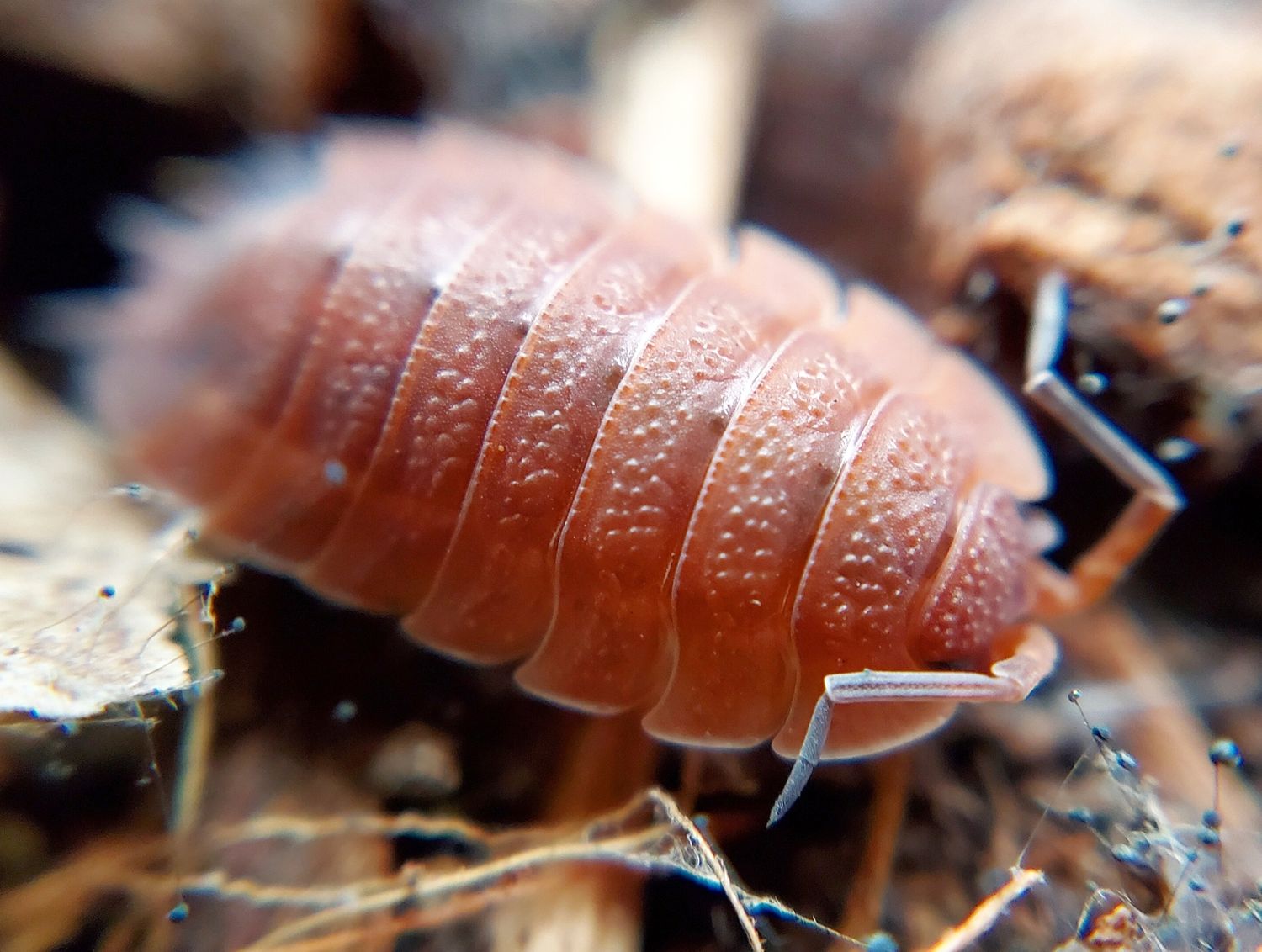 Porcellio scaber "Lava"
