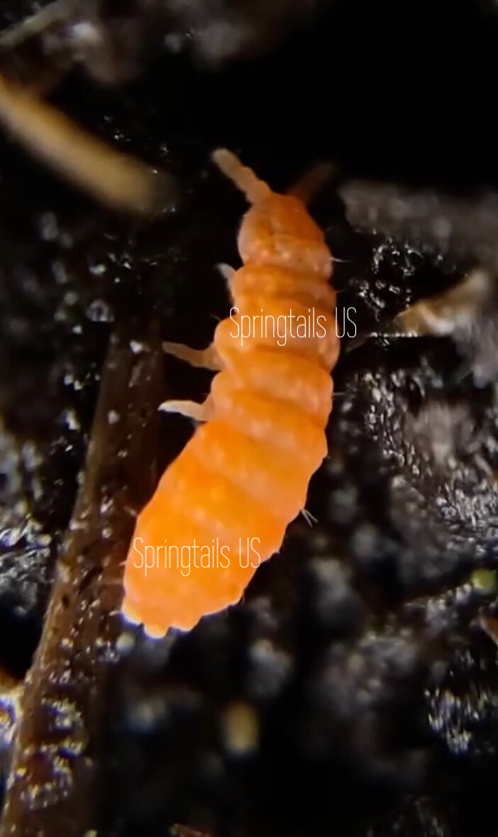 20 Spanish Orange Springtails (Protanura sp.)