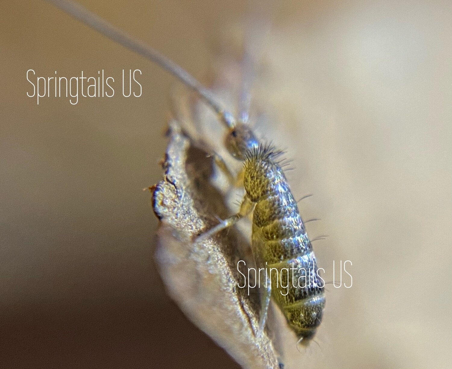 30 Giant Silver Bullet Springtails "GSB" (Pogonognathellus dubius)