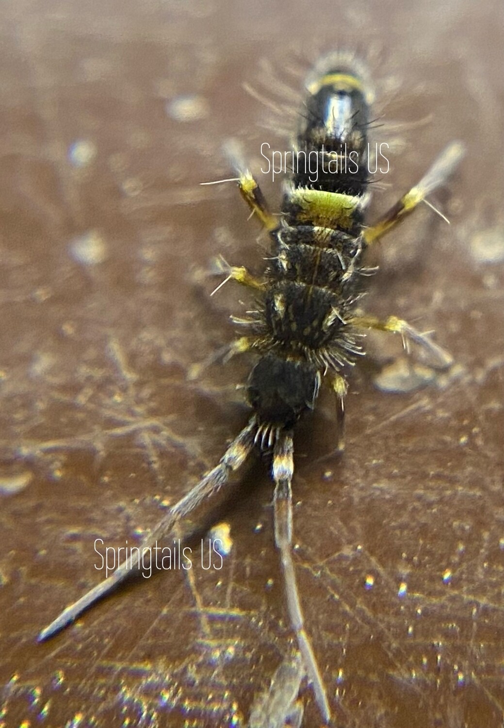 30 Giant Belted Springtails (Orchesella cincta)