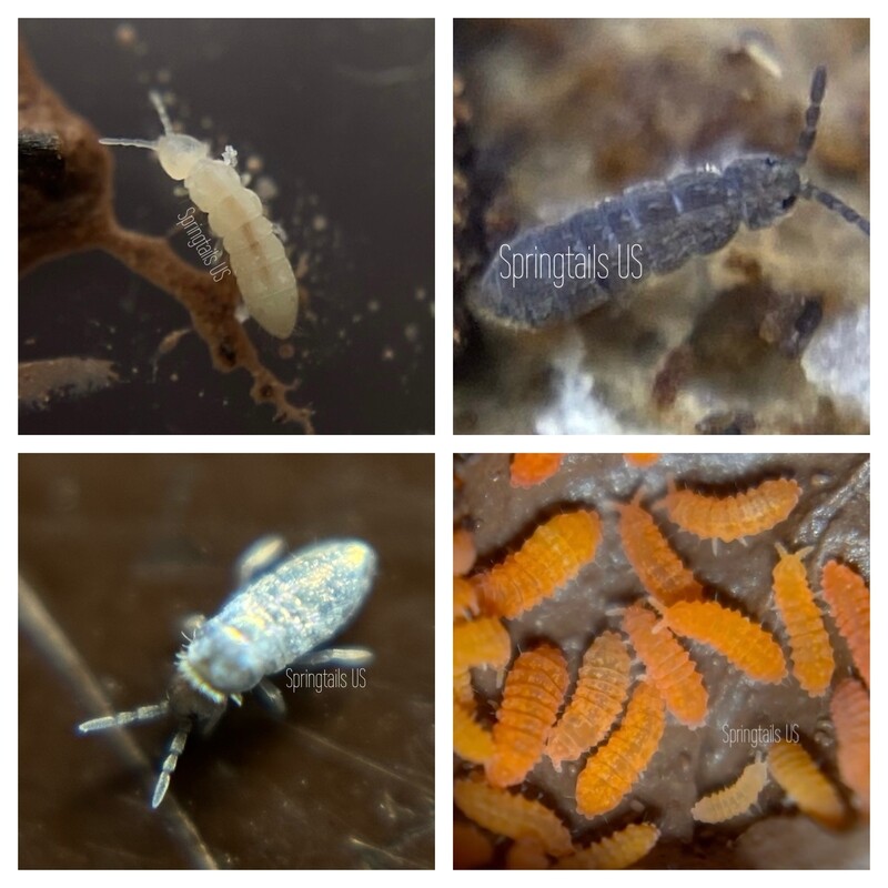 Springtails US | Springtails, Isopods, Bioactive Supplies | Live ...