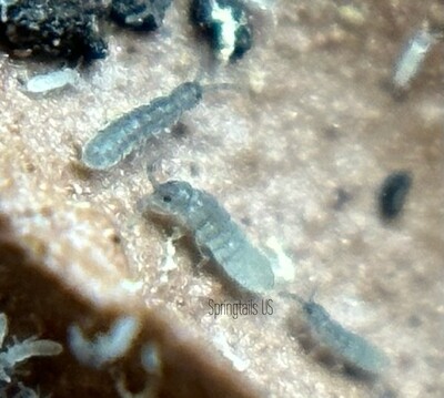 High Moisture Cleanup Crew