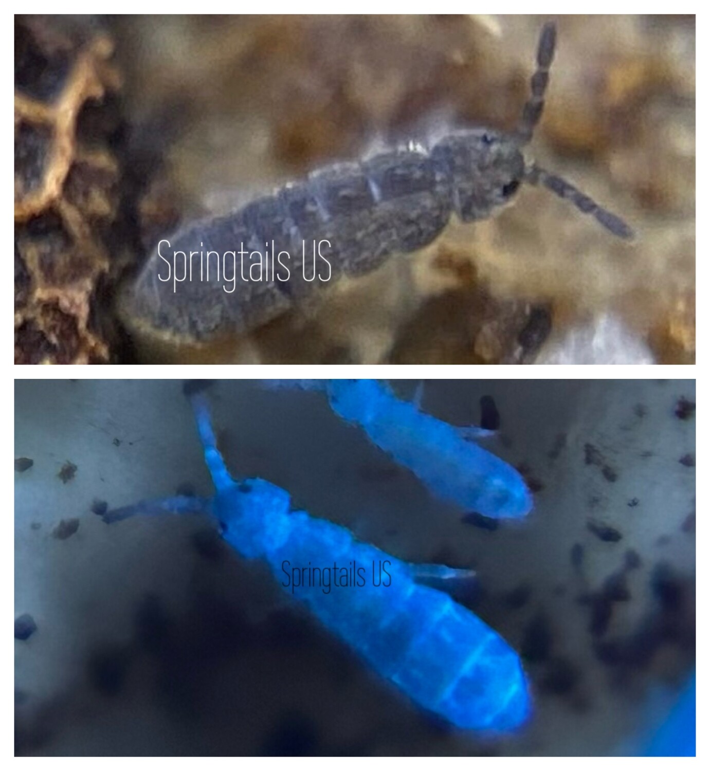 50 Blue Velvet Springtails (Desoria trispinata) Orr, MN Locality
