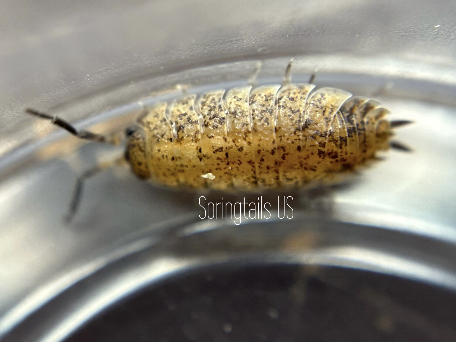10ct Orin’s Calico Isopods (Porcellio scaber)