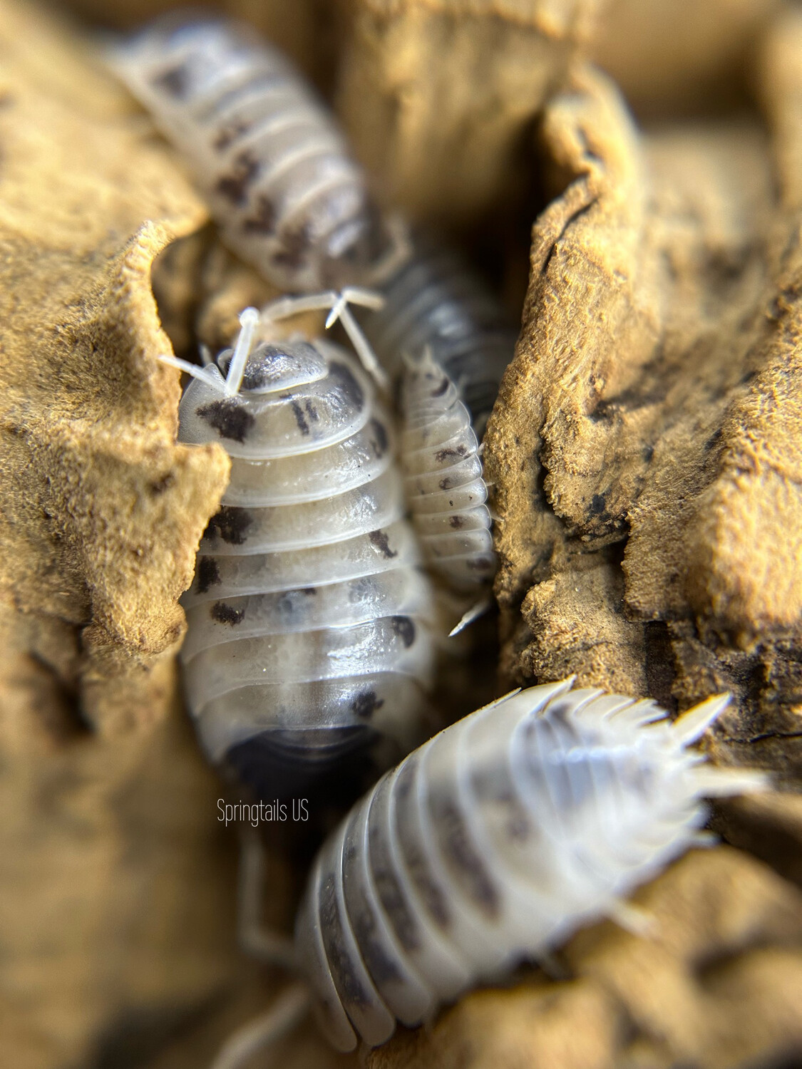 10ct Dairy Cow Isopods (Porcellio laevis)