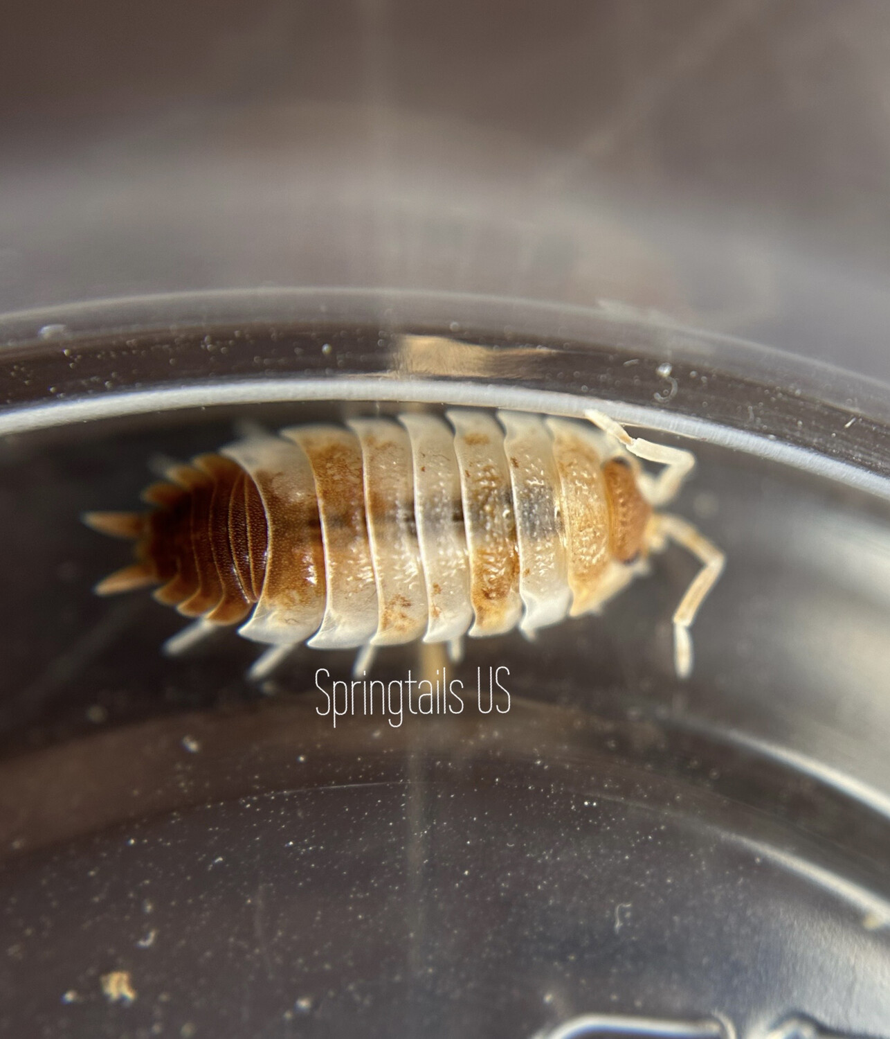 10ct Orange Koi Isopods (Porcellio scaber)