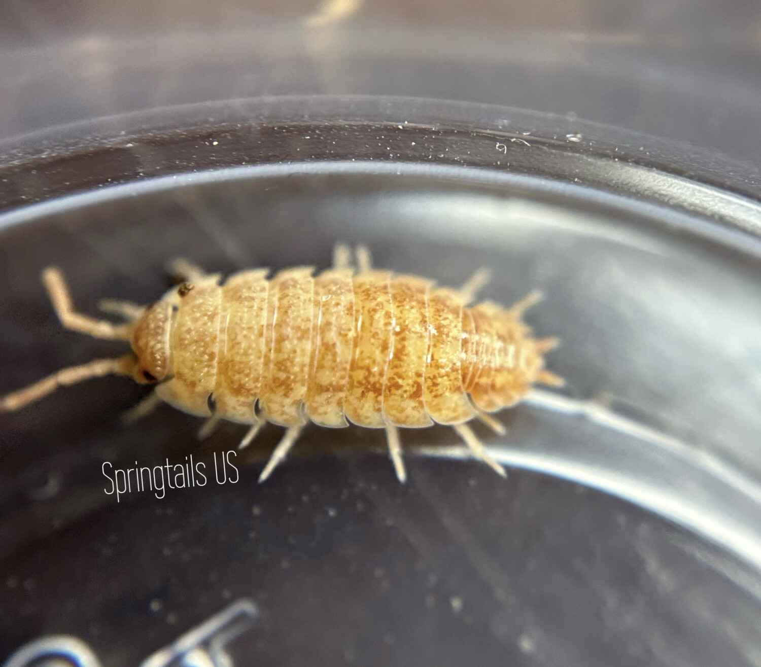 10ct Lemonade Isopods (Porcellio scaber)