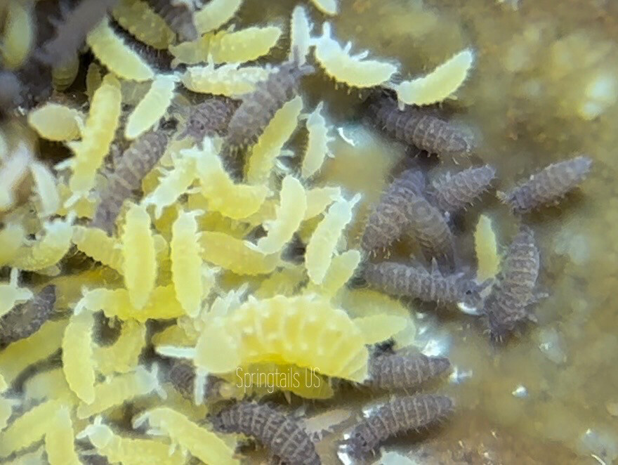 30 Lilac & Yellow Springtails Mixed Culture “F1” (Ceratophysella sp Lilac)