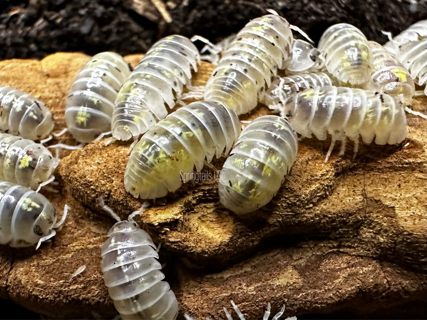 10ct Magic Potion Isopods (Armadillidium vulgare)