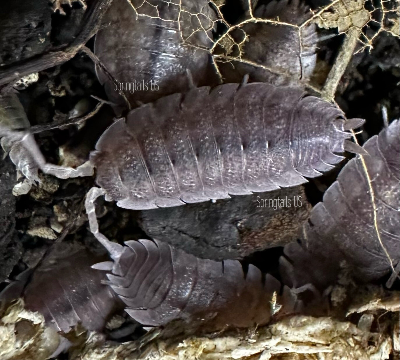 10ct Ghost Isopods (Porcellio scaber)