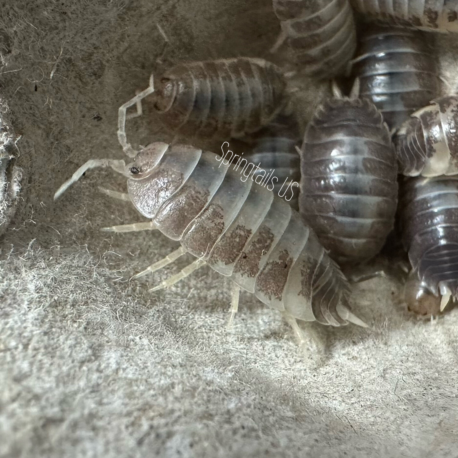 10ct Milkback Isopods (Porcellio laevis)