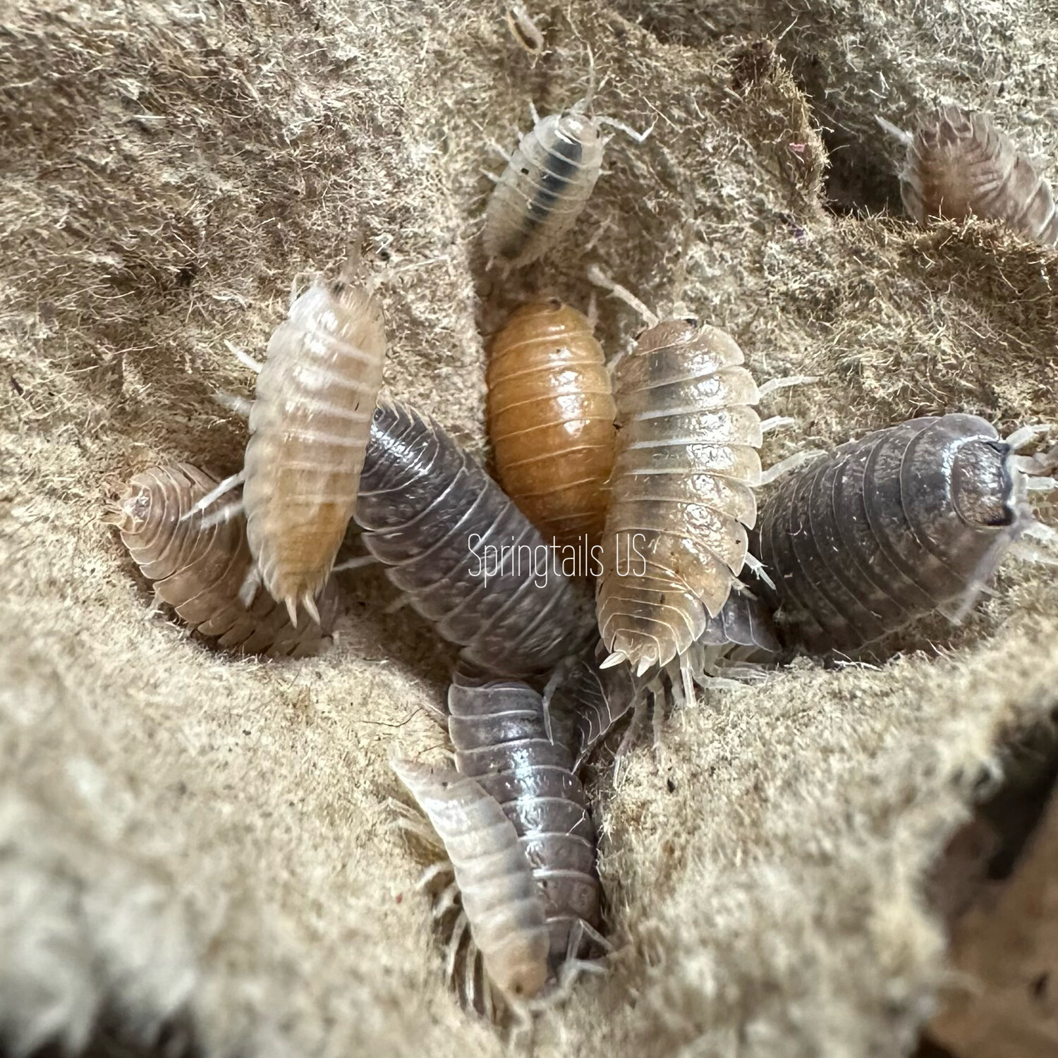 10ct California Mix Isopods (Porcellio laevis)
