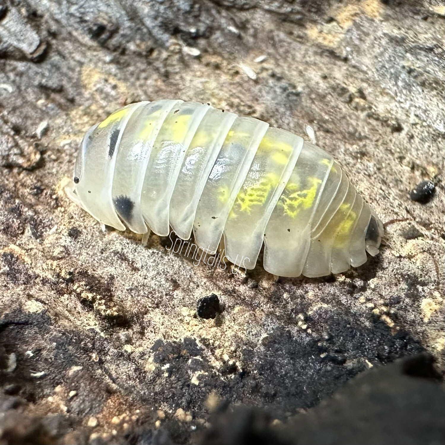 Armadillidium