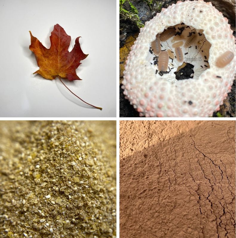 Springtails US | Springtails, Isopods, Bioactive Supplies | Live ...