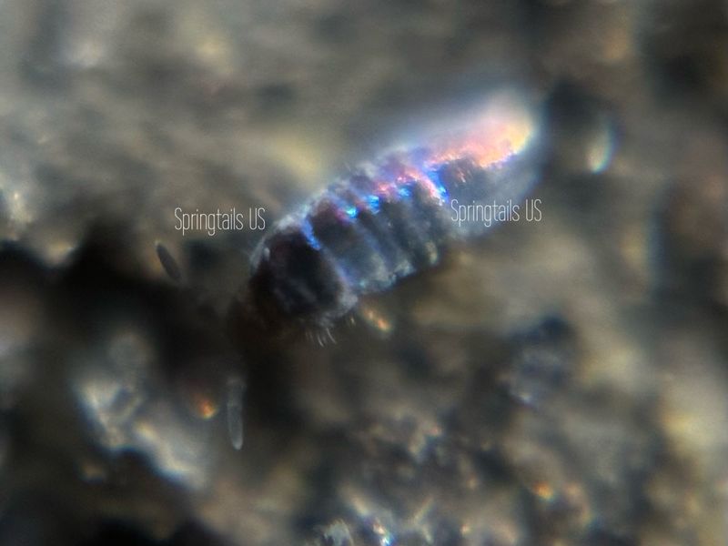 Springtails For Sale | Live Arrival Guarantee
