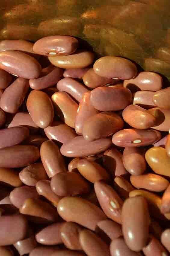 Down2Earth Gardening | Heirloom Seeds & Gardening Supplies