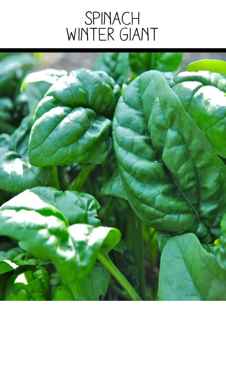 Down2Earth Gardening | Heirloom Seeds & Gardening Supplies