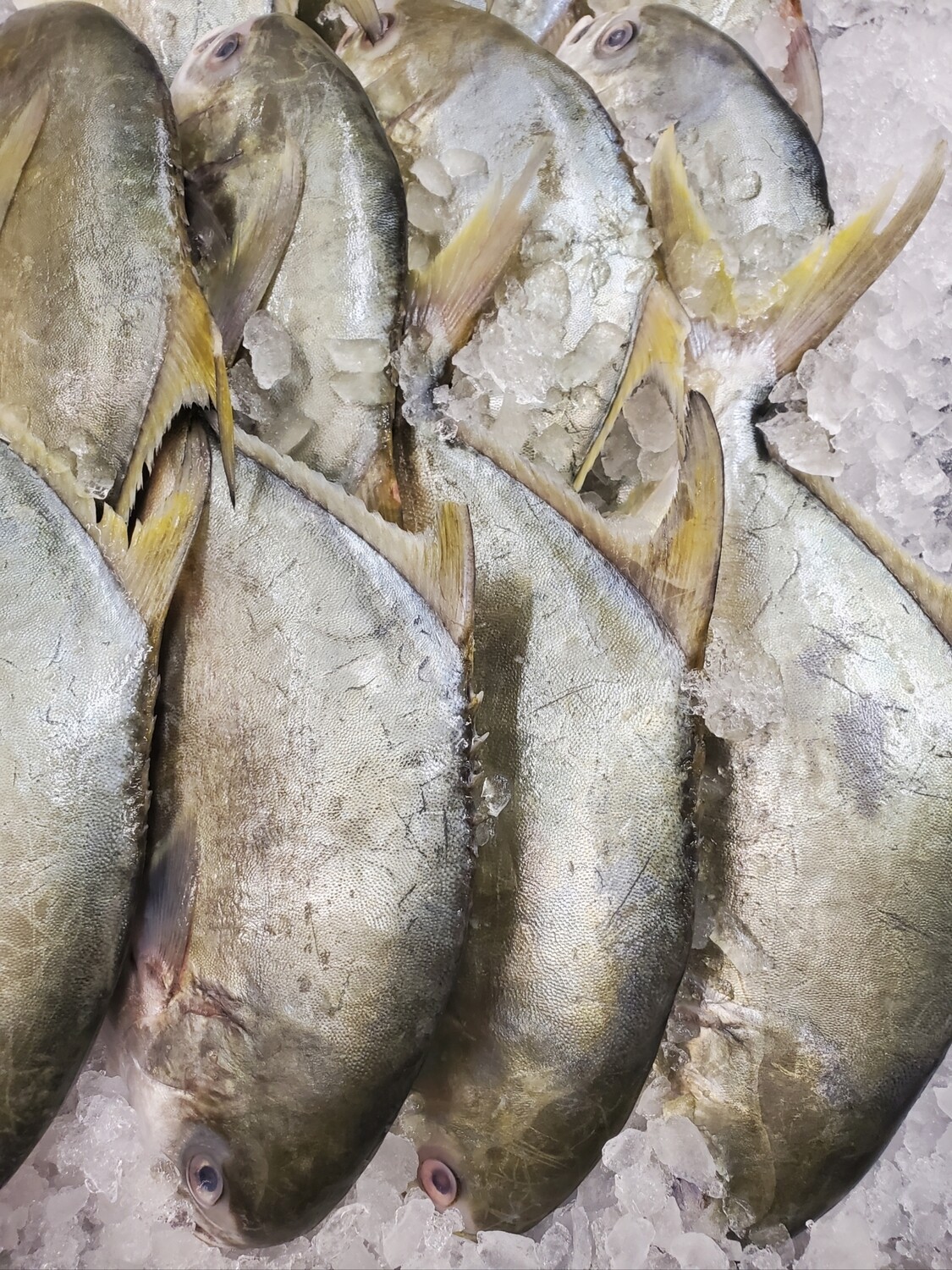 Pompano