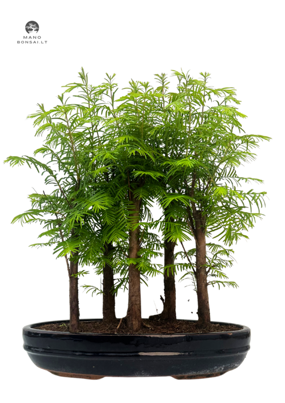 Metasequoia bonsai forest P32