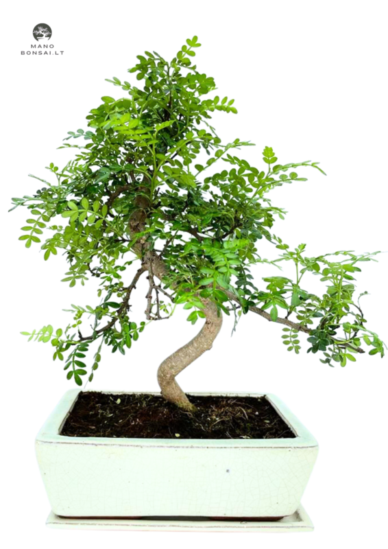 Kininis pipirmedis (Xanthoxylum piperitum) bonsai P25 S formos