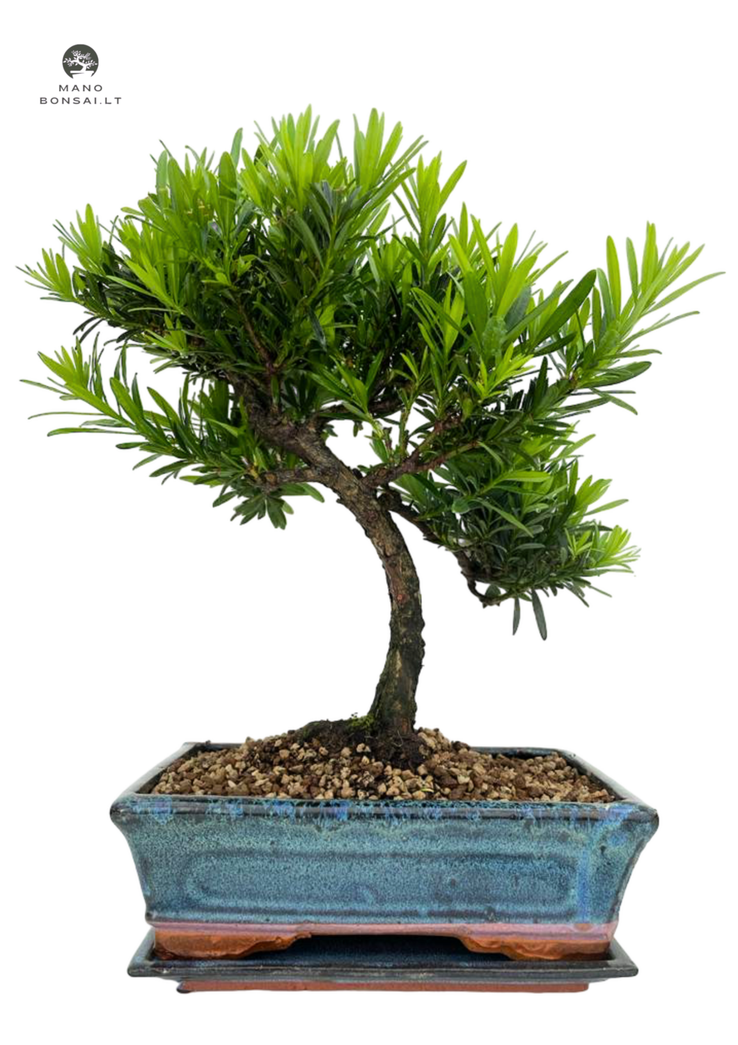 Podocarpus Bonsai P25