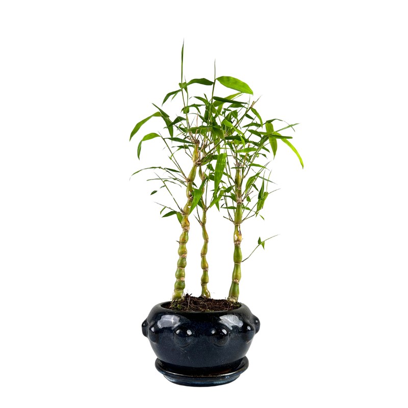 Bambuko miškas 12cm vazone (mini Bamboo forest )
